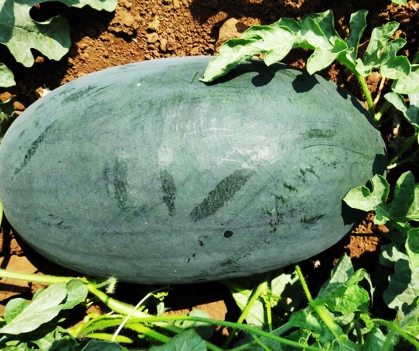 DCS Seeds - Vegetable Seeds | Fruit Seeds - Dhana Crops