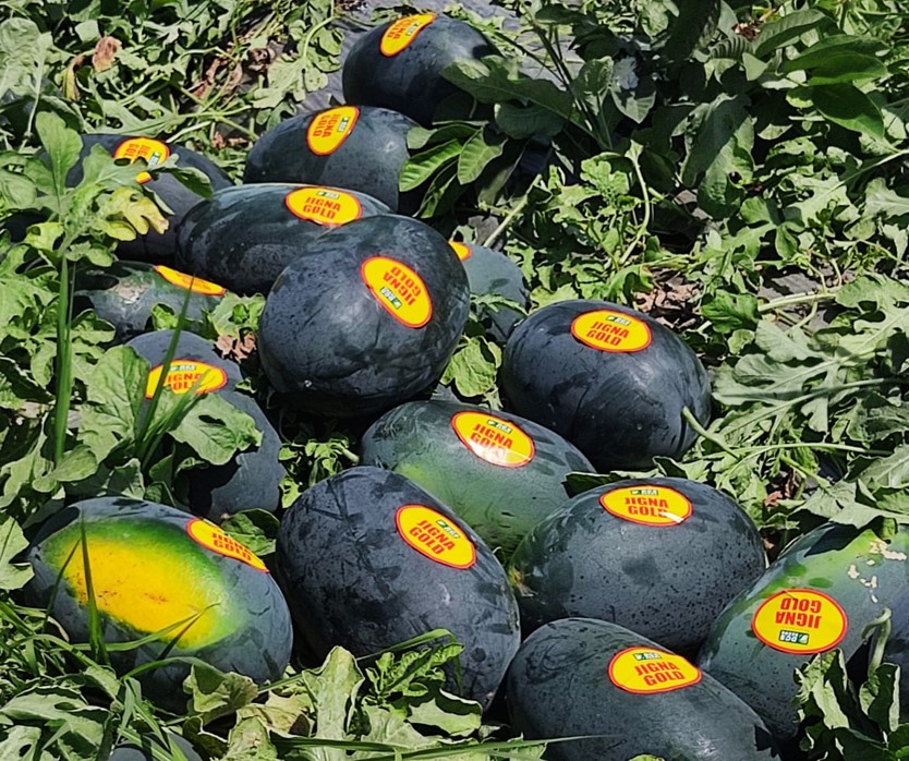 DCS Seeds - Vegetable Seeds | Fruit Seeds - Dhana Crops